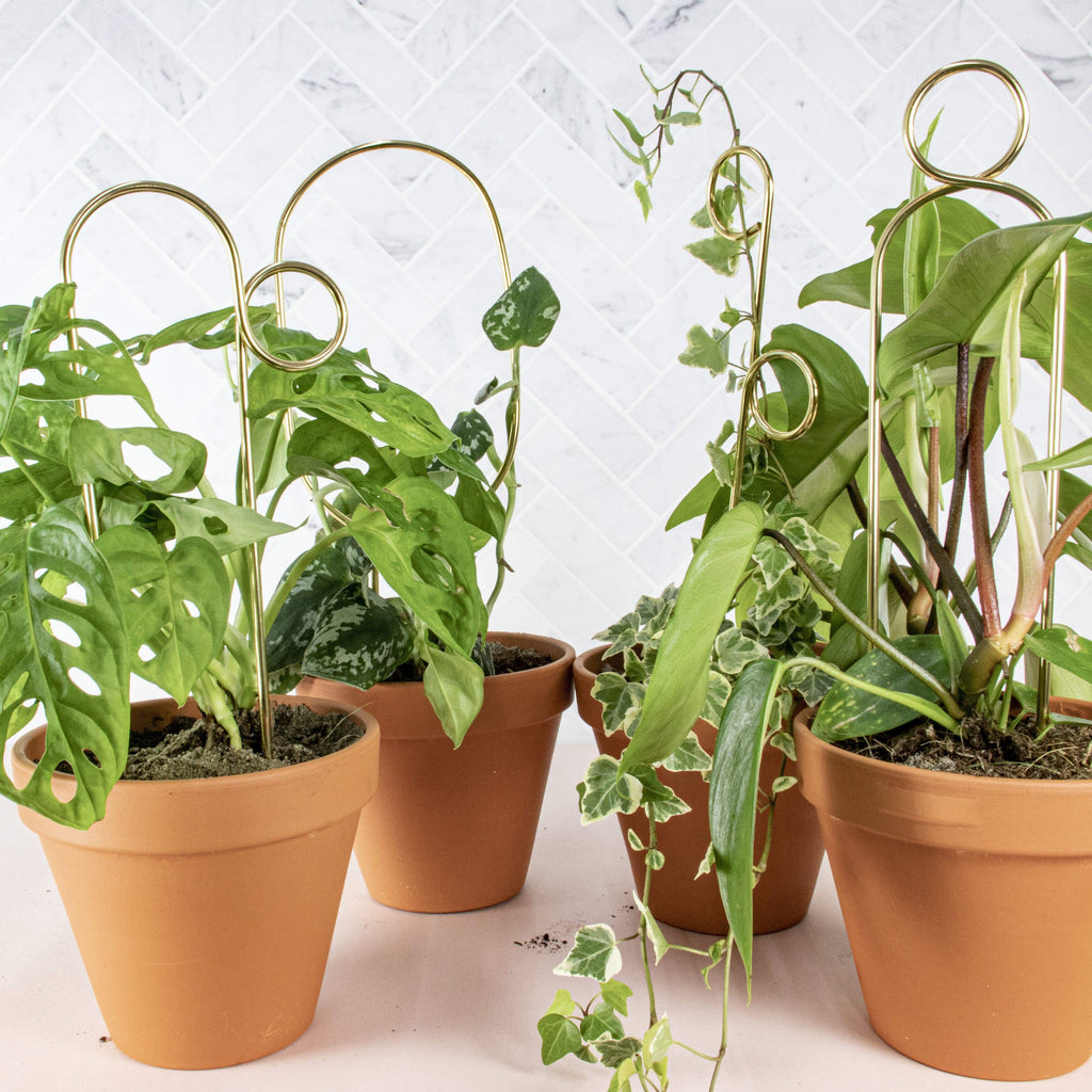 d53880df-4a85-4a30-ae6c-0e0e031d207a_1024x1024.png?v=1636014508